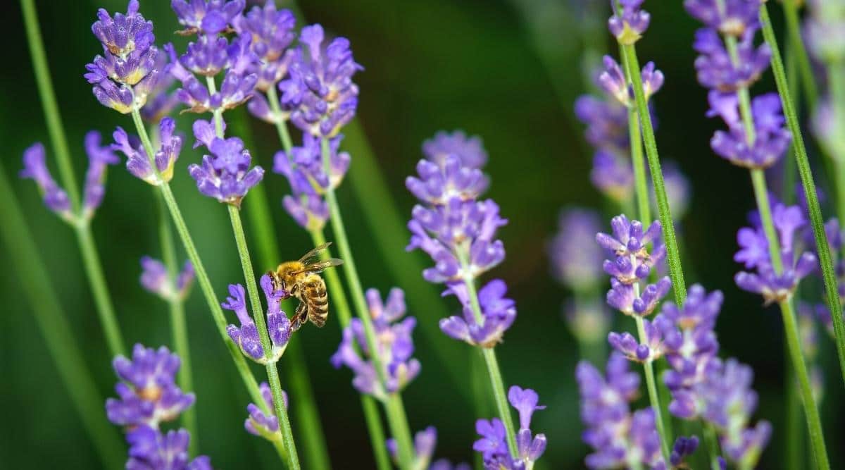 5 Simple Tips How To Grow Lavender From Seed The Gardening Dad How To