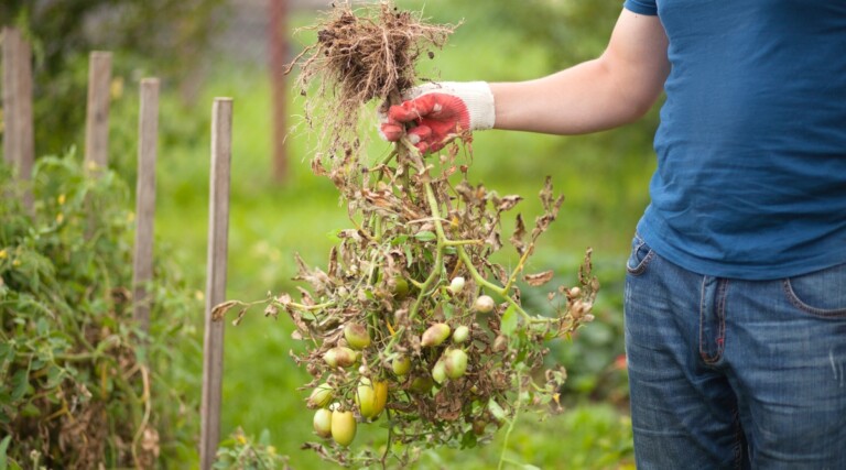 How to Feed Your Soil in the Fall in 10 Easy Steps