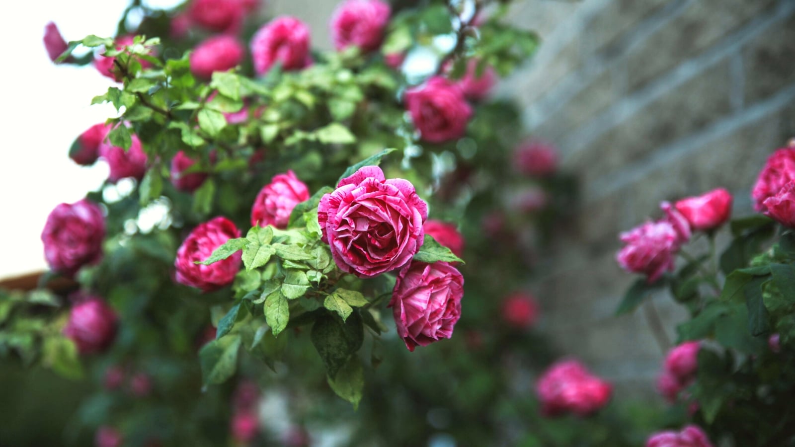 21 Roses Ideal for Creating a Hedge or Privacy Screen