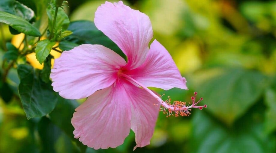 41 Different Types of Hibiscus Varieties For Your Garden