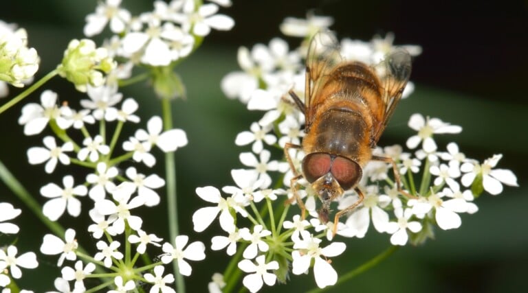 Hoverflies: Beneficial Insect for Aphid Control
