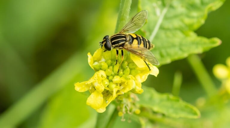 Hoverflies: Beneficial Insect for Aphid Control