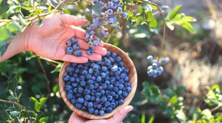 How and When to Harvest Blueberries This Season