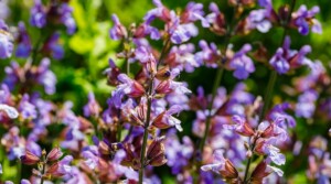 How to Plant, Grow, and Care For Salvia Flowers
