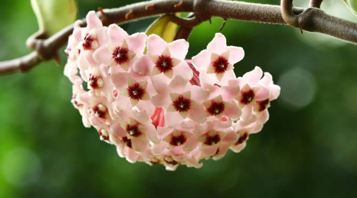 Hoya Varieties: 51 Different Types of Hoya Cultivars