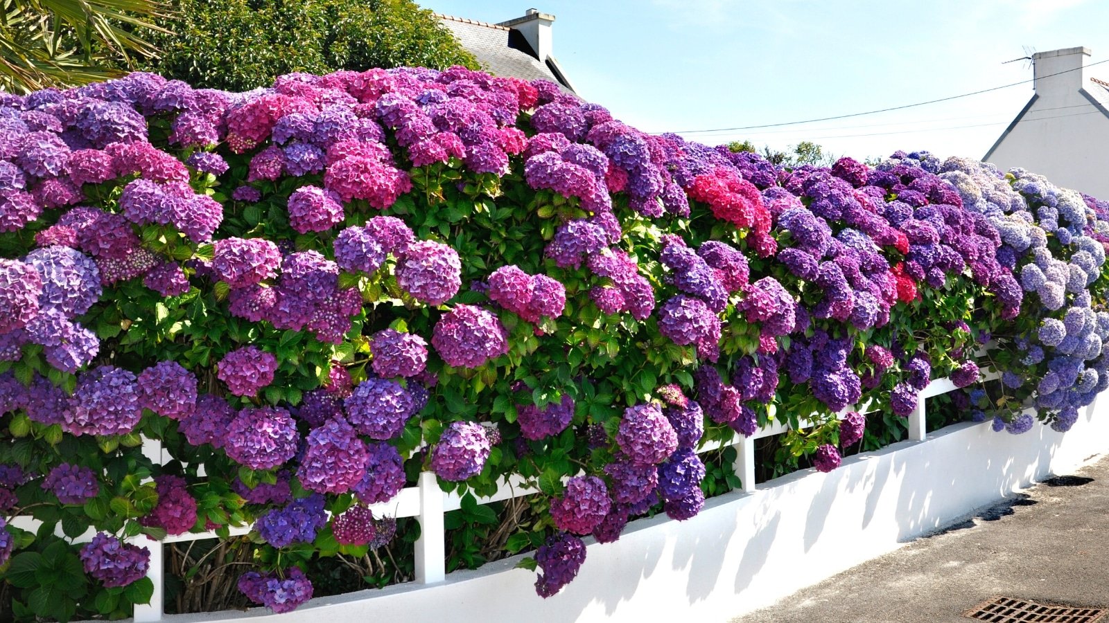11 Tips For Growing Hydrangeas as Hedges