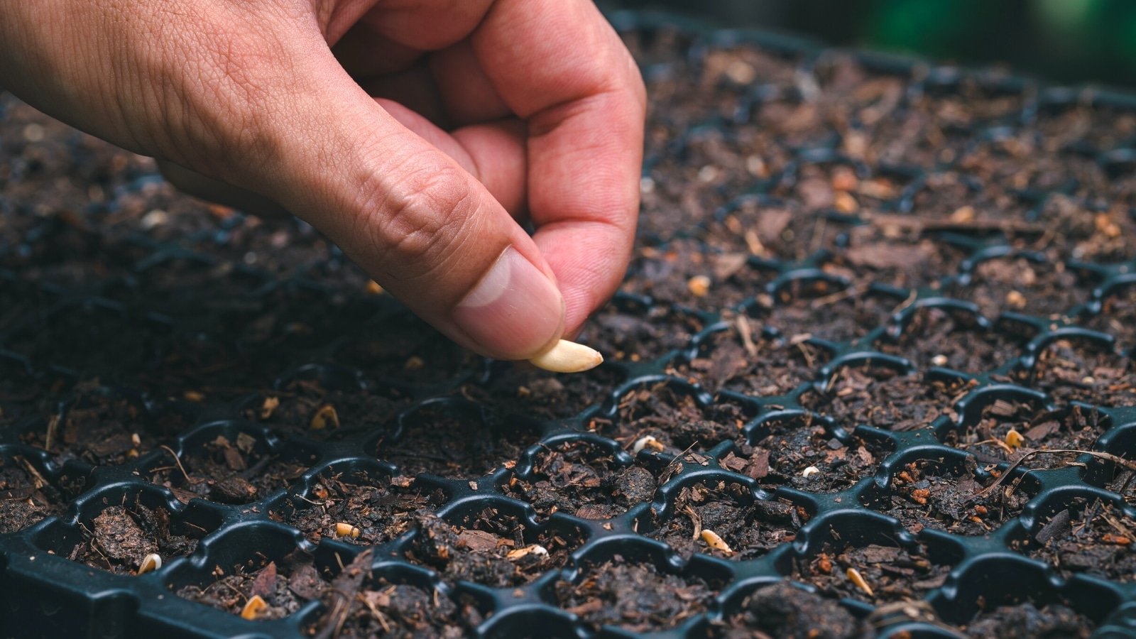 How Deep To Plant Seeds