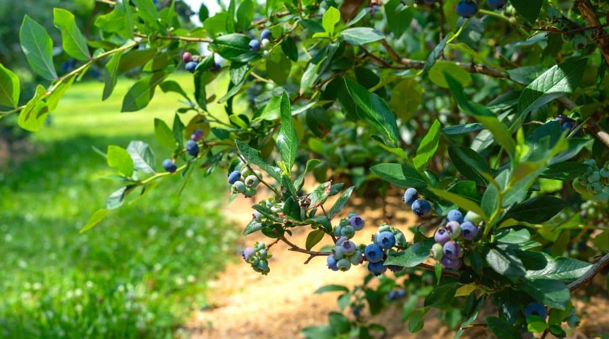 Blueberry Bush Blueberry Bush