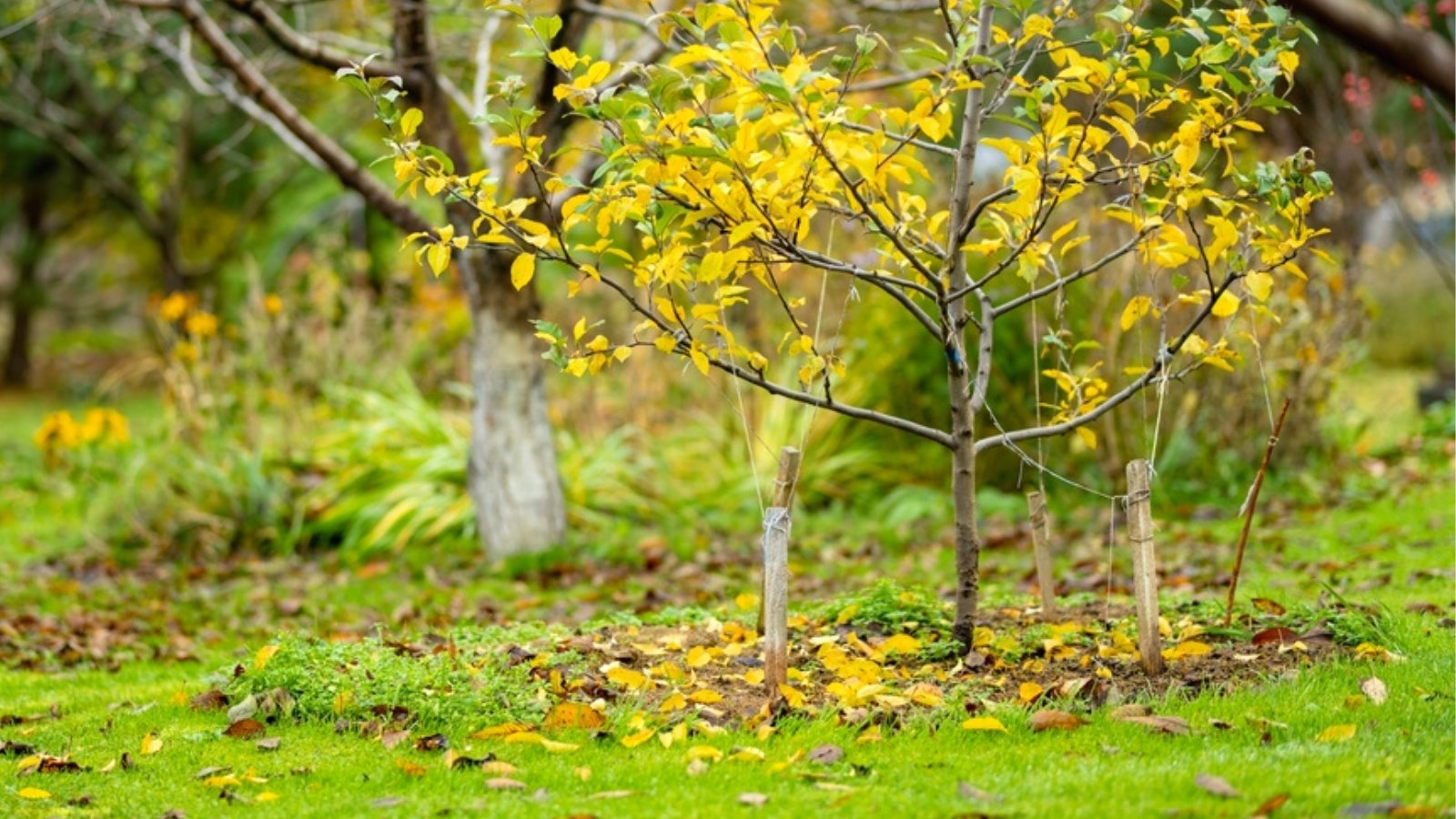 9 Causes to Go away the Leaves in Your Backyard This Fall - naturery.net