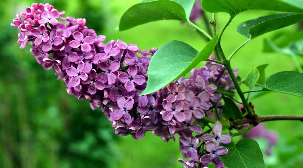 Purple Lilac Tree