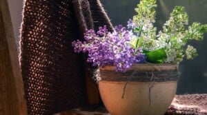 14 Tips For Growing Beautiful Lilacs in Pots or Containers