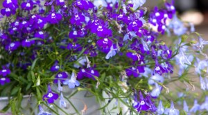 How to Plant, Grow, and Care for Lobelia