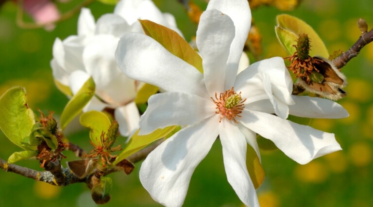 13 Types of Magnolia Trees For Florida Gardens
