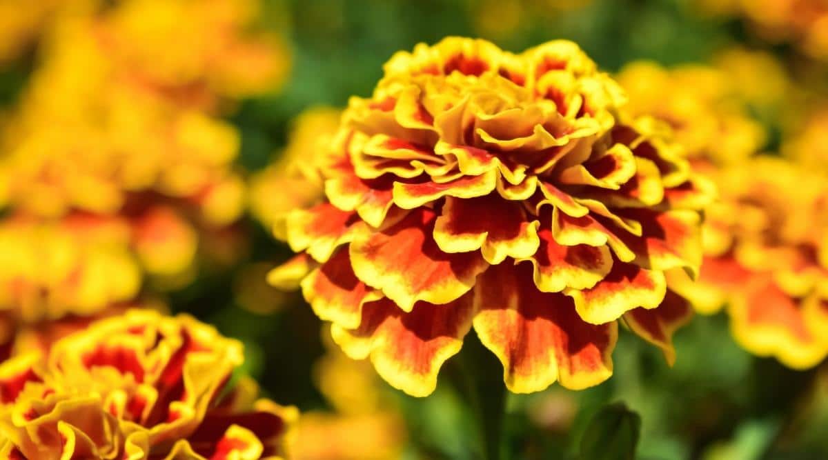 Annuals Marigolds