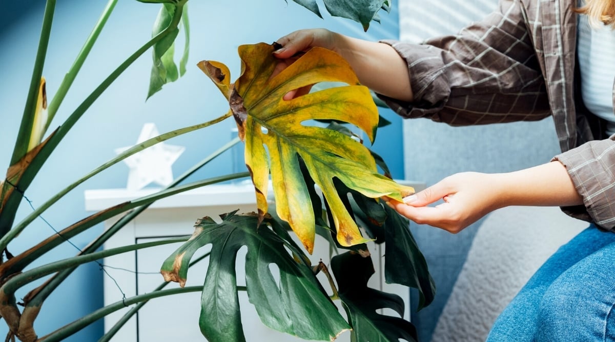 11 Signs Your Monstera Plants Have Root Rot