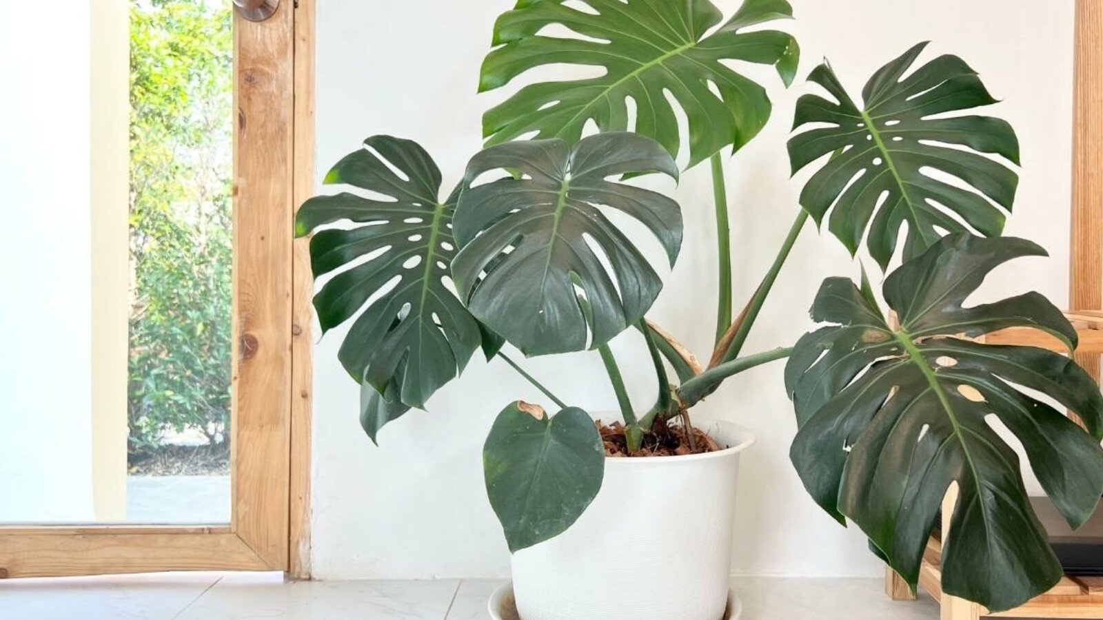 Monstera Varieties: 16 Different Types of Monstera Plants