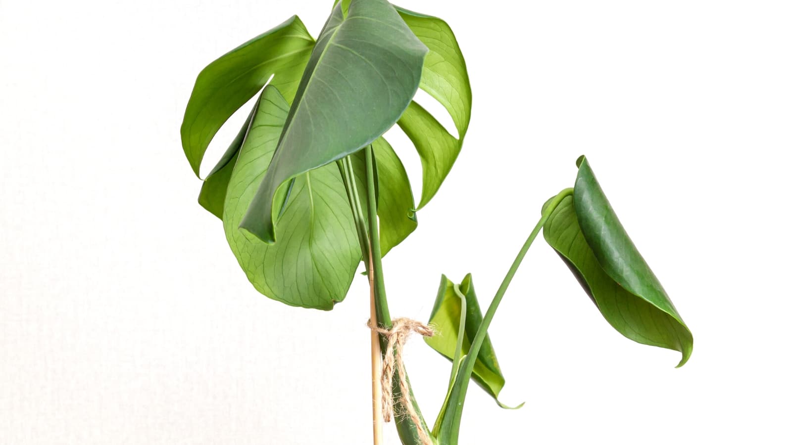 7 Reasons Your Monstera Has Droopy, Wilted Leaves