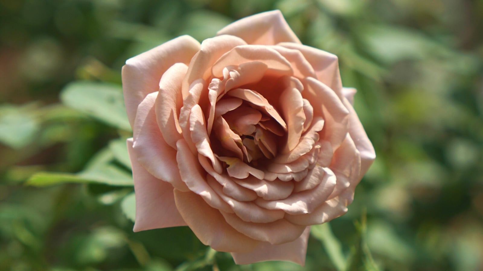 21 Neutral Colored Roses You Can Grow This Season