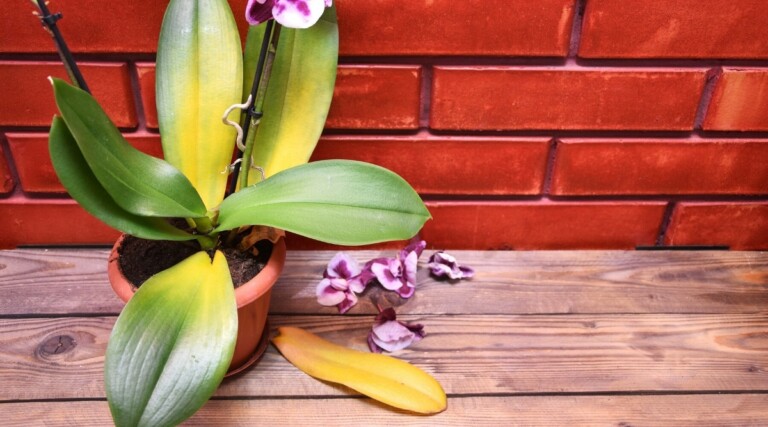 5 Reasons Your Orchid is Dropping its Leaves