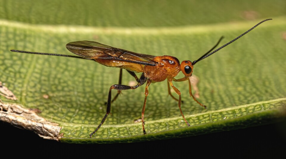 How to Grow a Pollinator Garden in Raised Beds