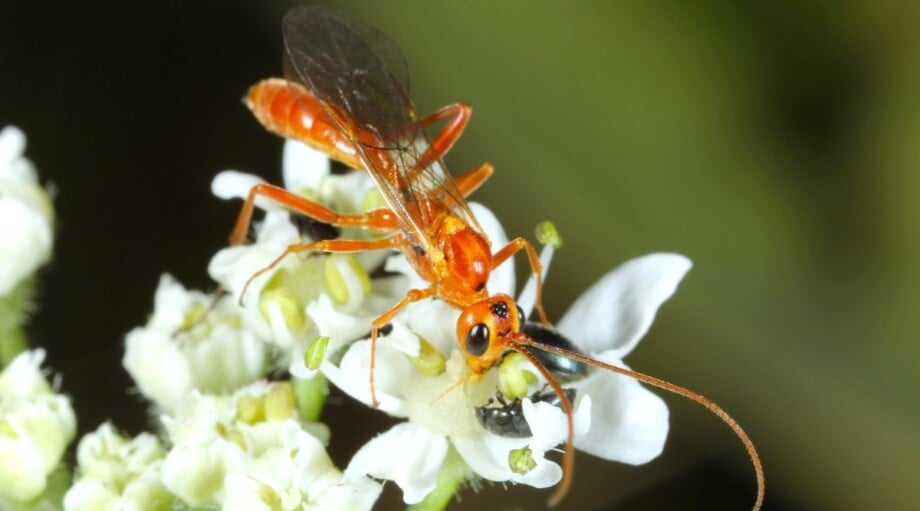 Parasitic Wasps: Nature's Pest Control