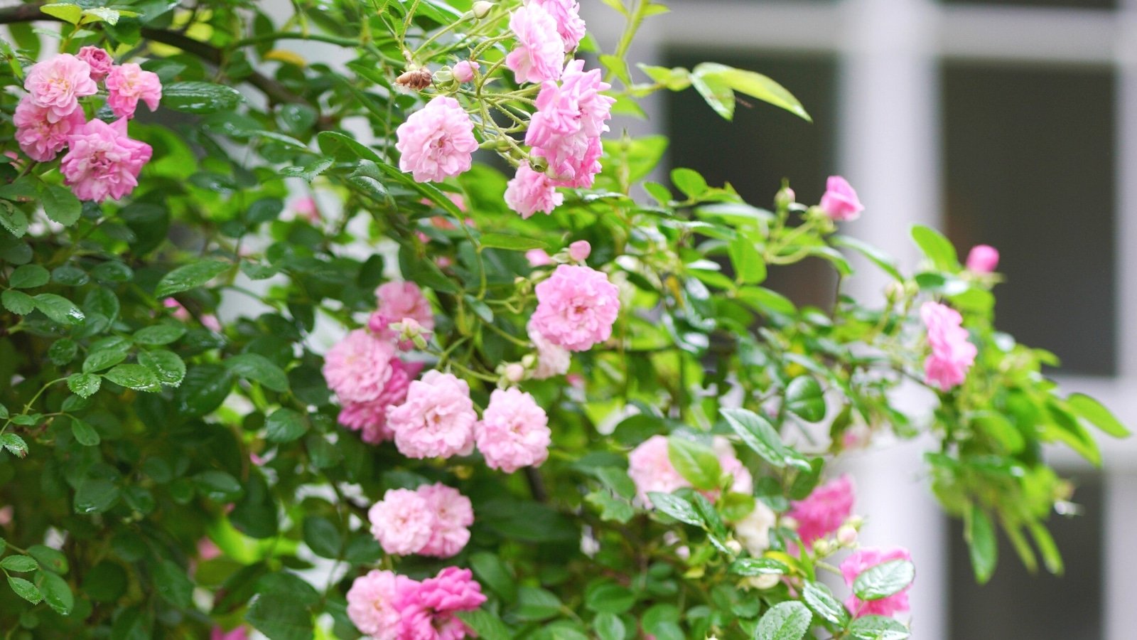 11 Reasons to Grow a 'Peggy Martin' Rose This Season