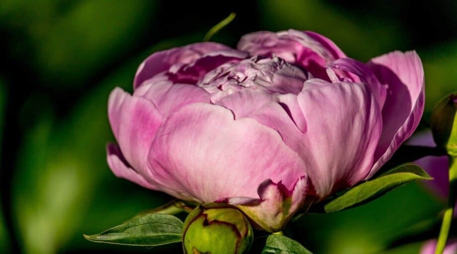 Peony Varieties: 41 Different Types of Peony Cultivars
