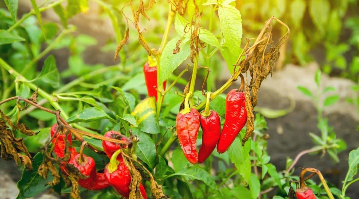 15 Common Problems With Garden Grown Pepper Plants