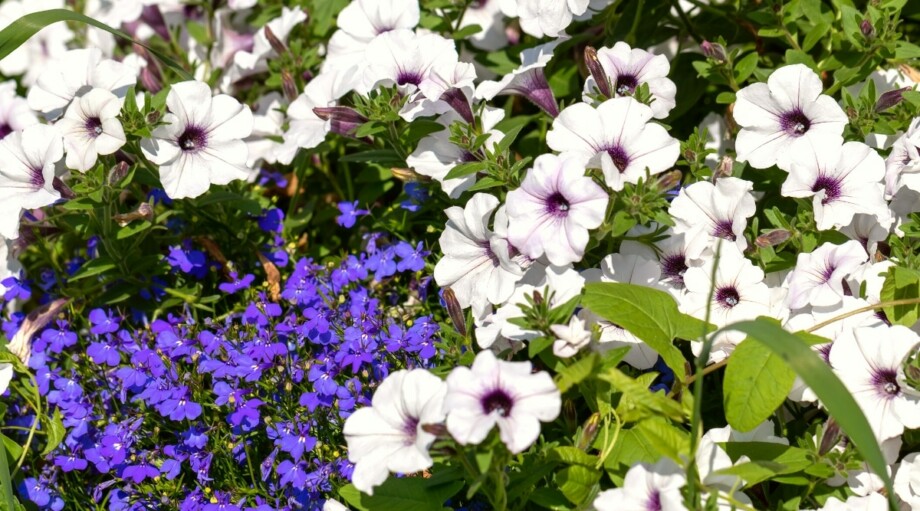 21 Companion Plants to Grow With Petunias This Season