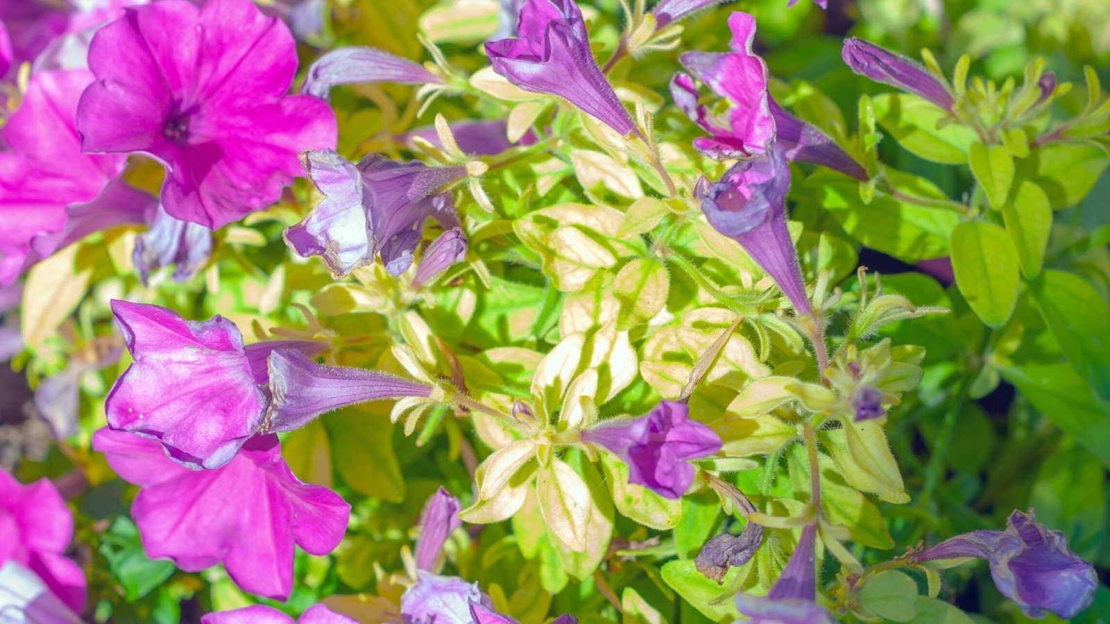 7 Reasons The Leaves on Your Petunias are Turning Yellow