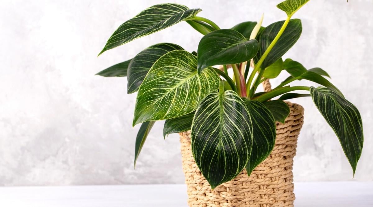 12 Tips For Growing Great Beautiful Philodendrons Indoors