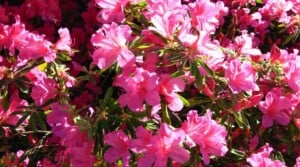 11 Pink Azalea Varieties That Will Liven Up Your Garden