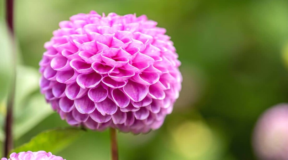 21 Pink Dahlia Varieties With Beautiful Blooms
