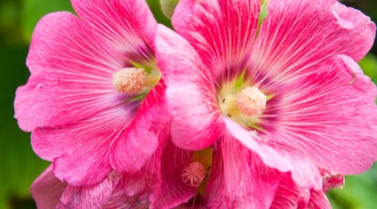11 Pink Hollyhock Varieties With Names and Pictures