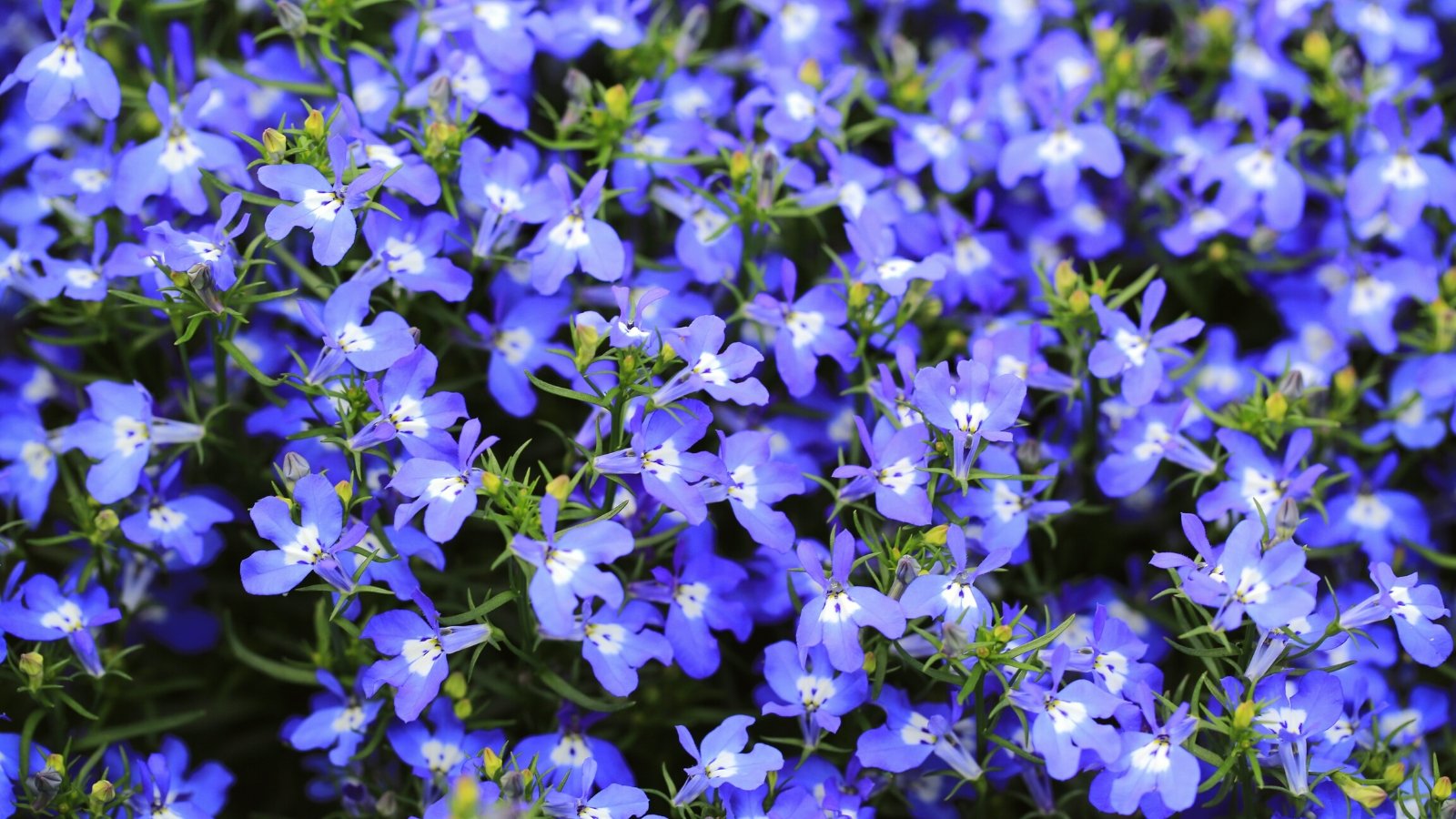 How to Plant, Grow, and Care for Lobelia