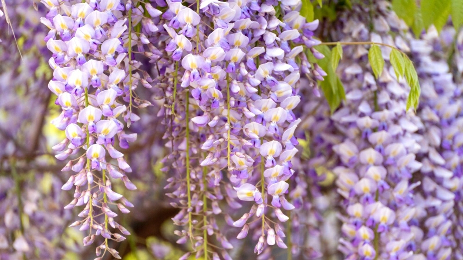 How to Plant, Grow, and Care for Wisteria