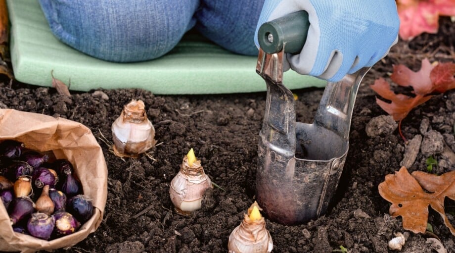 12 Tips for Planting Flowering Bulbs