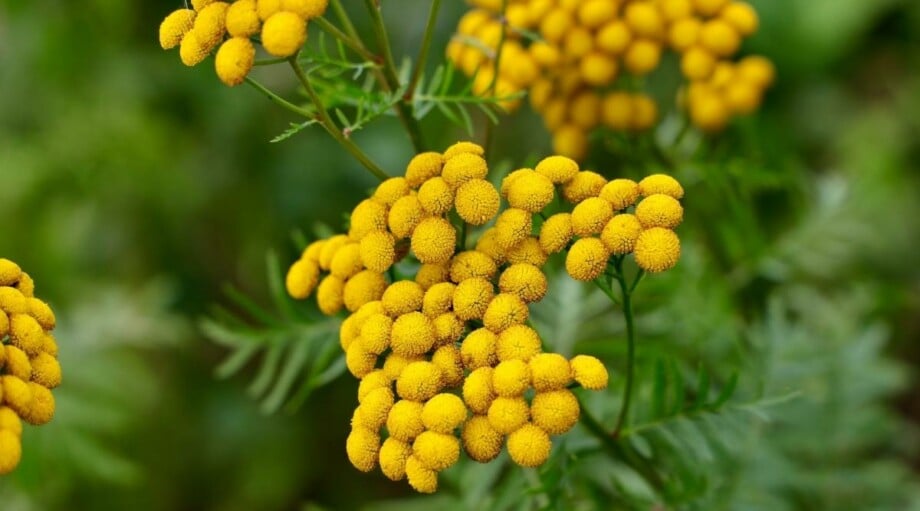21 Plants That Grow In Poor Soil Conditions 21-plants-that-grow-in-poor-soil-conditions