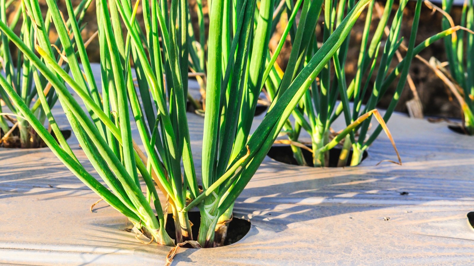 18 Pros and Cons of Using Plastic Mulch in the Garden