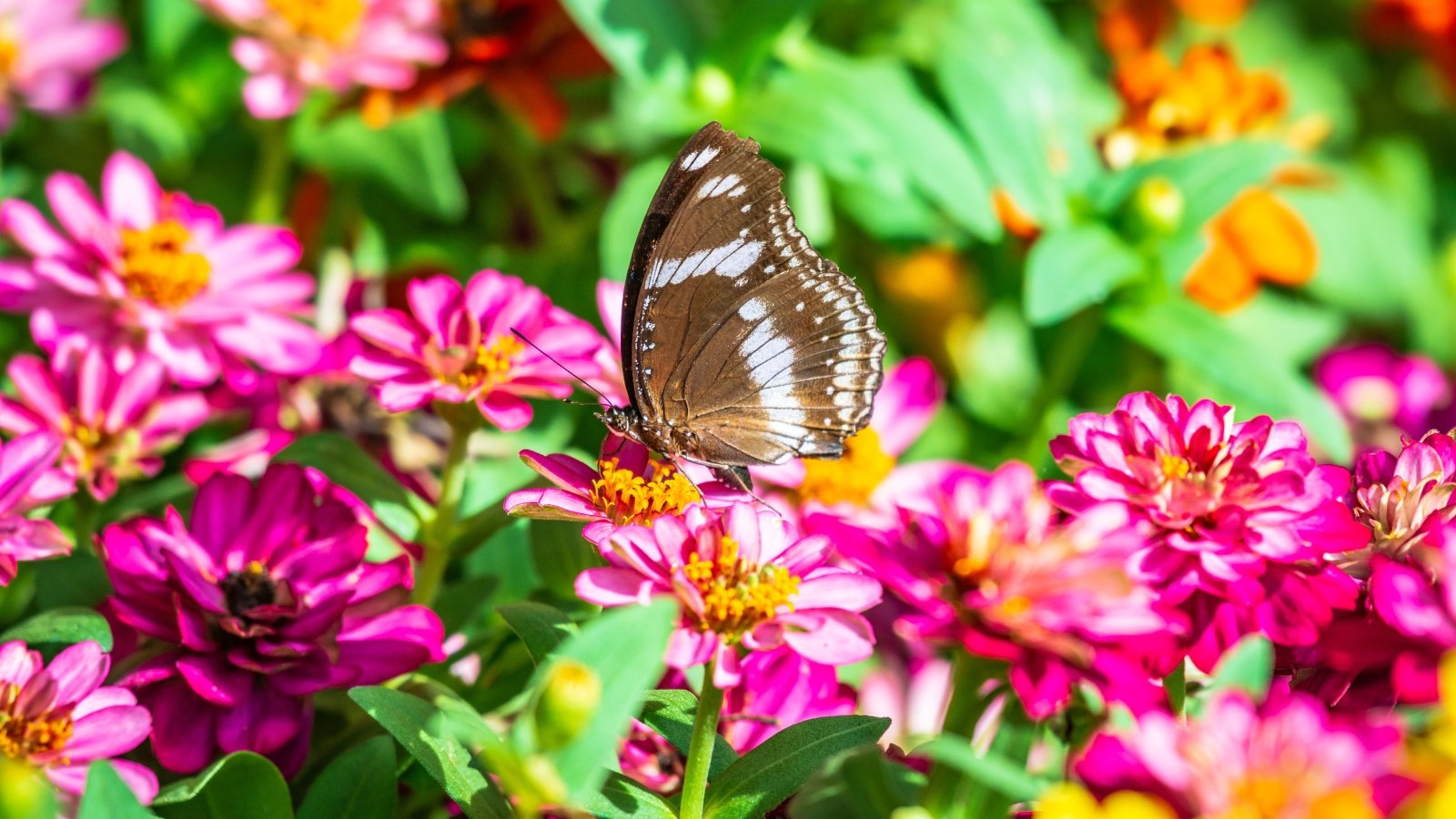 31 Nectar-Rich Flowers for Pollinators