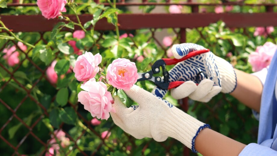 Rose Pruning In Fall