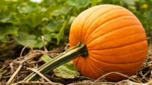 Pumpkin Varieties: 91 Different Types of Pumpkin