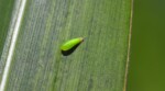 Hoverflies: Beneficial Insect for Aphid Control