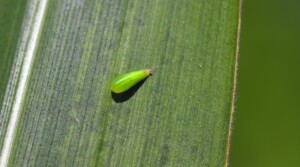 Hoverflies: Beneficial Insect for Aphid Control