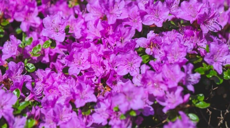 11 Purple Azalea Varieties For Beautiful Garden Color