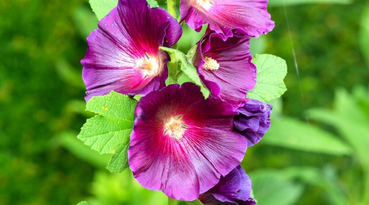Purple Hollyhock Flowers