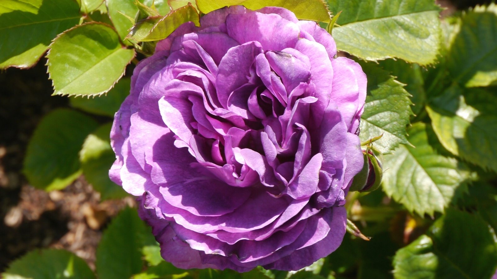 21 Stunning Purple and Lilac Colored Roses