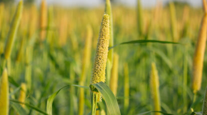 18 Cover Crops For Raised Beds