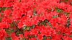 11 Red Azalea Varieties For Bold Garden Color