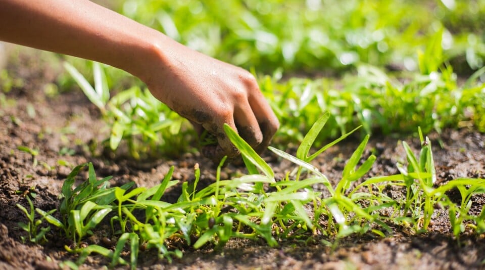How to Plant an Eco-Lawn